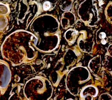 TURTELLA AGATE – Cabochons4sale