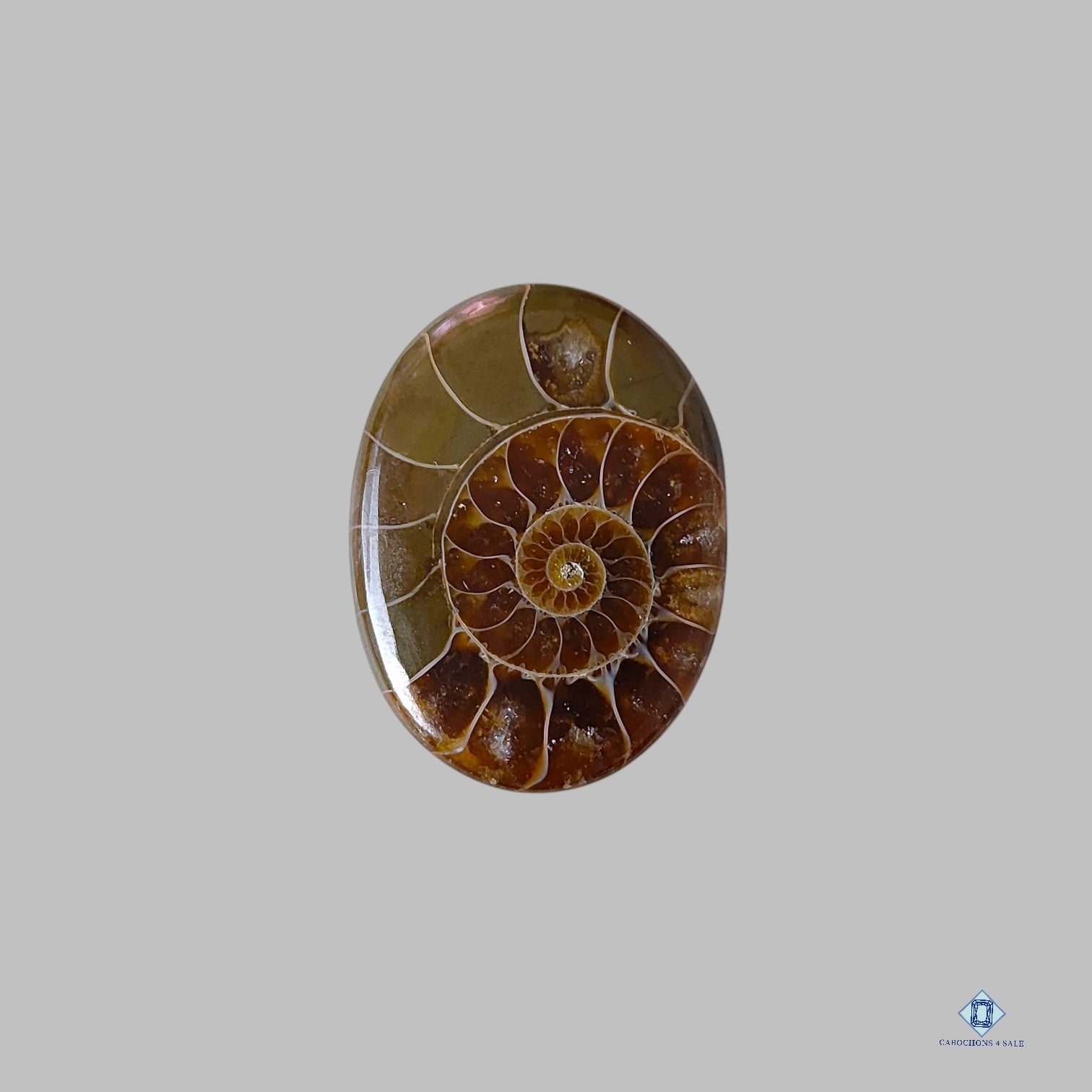 Best Ammonite Oval Cabochons Online | Rare Fossil Cabochons for Jewelry ...